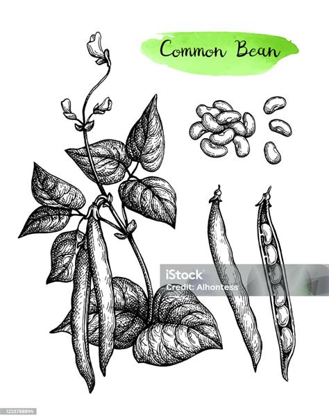 Ink Sketch Of Common Bean Stock Illustration Download Image Now