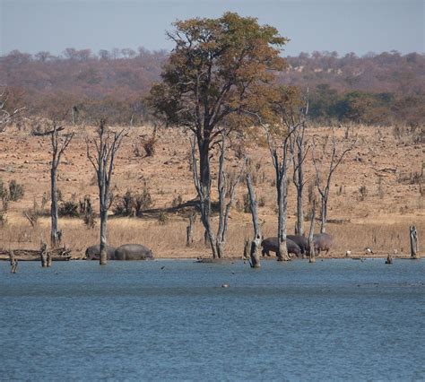 Hwange National Park 2023 Alles Wat U Moet Weten Voordat Je Gaat