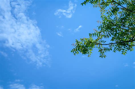 ガジプールのニームツリー素晴らしい青い空の背景画像 インドセンダンのストックフォトや画像を多数ご用意 インドセンダン カラー画像