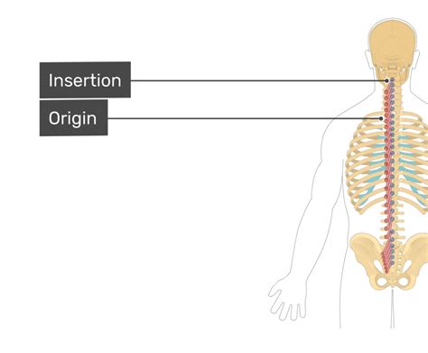 Multifidus Muscle Origin And Insertion Multifidus Muscles