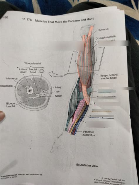 Muscles That Move The Forearm And Hand Anterior Diagram Quizlet