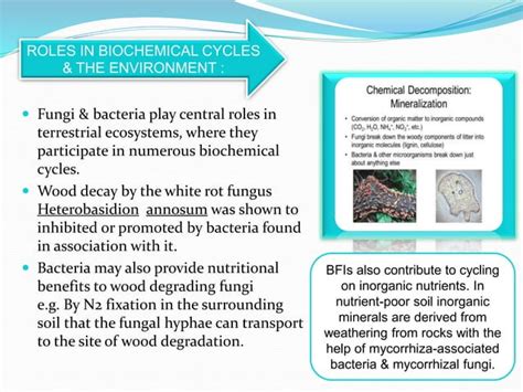 BACTERIAL FUNGAL INTERACTIONS PPTX