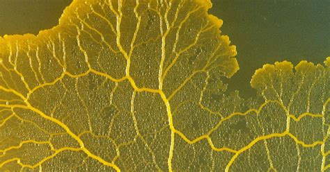 The Slime Blob That Won The Internet Is Weirder Than You Think Wired