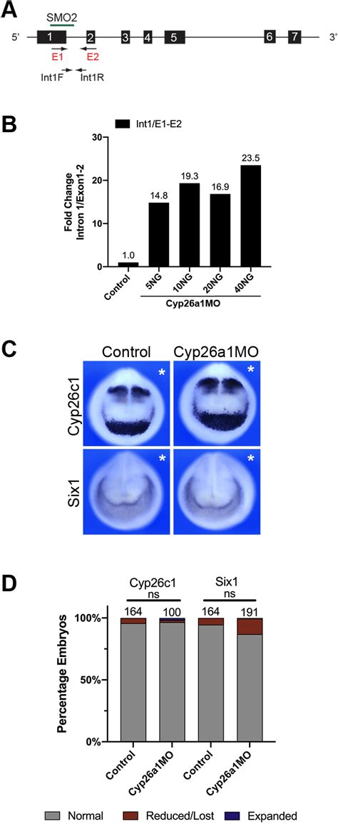 Cyp26a1 Knockdown Does Not Affect Cyp26c1 And Six1 Expression A