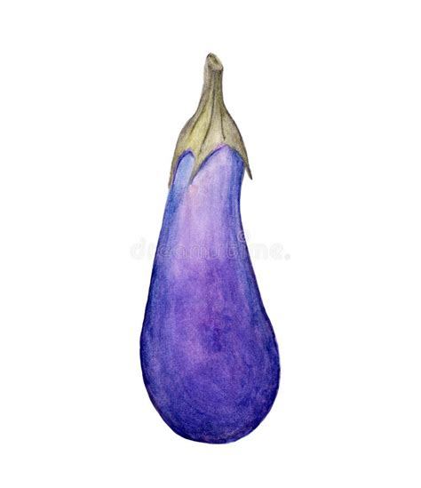 Eggplant Isolated On White Background With Clipping Path Hand Drawn