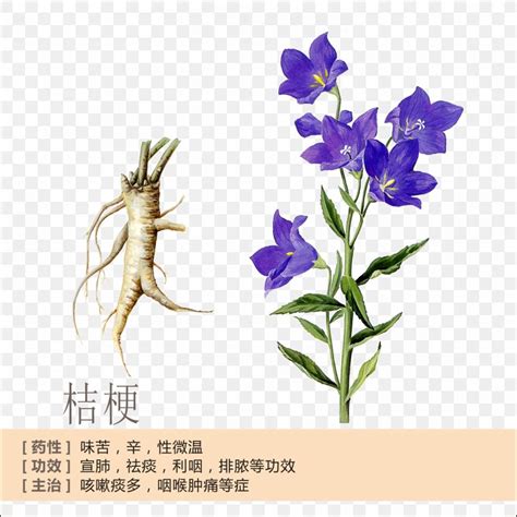 Platycodon Root Extract Flower Plant Png 1505x1505px Platycodon