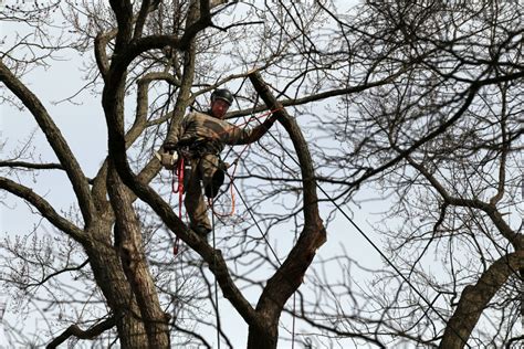 Toronto Island Community Tree Trust