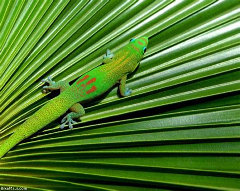 Maui Fauna Of The Month Gecko Maui Web Cameras