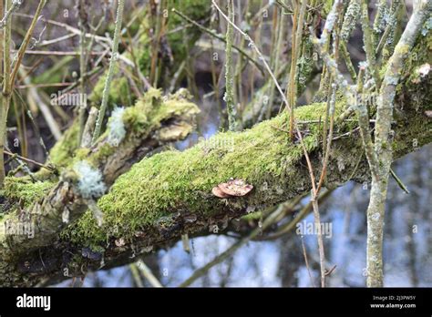 Tree Branches With Lichen And Moss Stock Photo Alamy