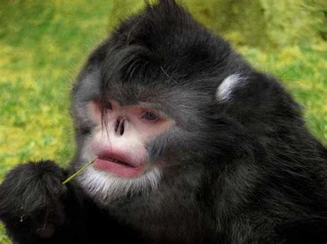 Down Syndrome Monkey Man Spoke To Apes In Their Own Language And Their