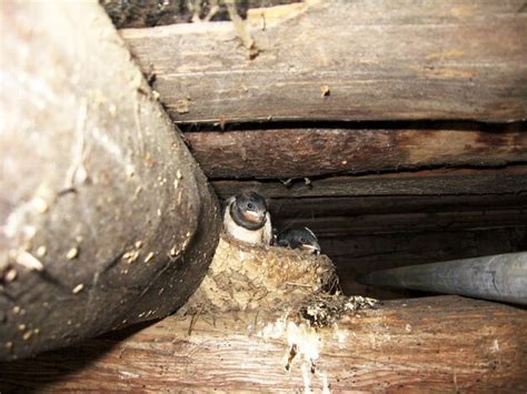 Premium Photo Image Of Swallow Sitting In The Nest