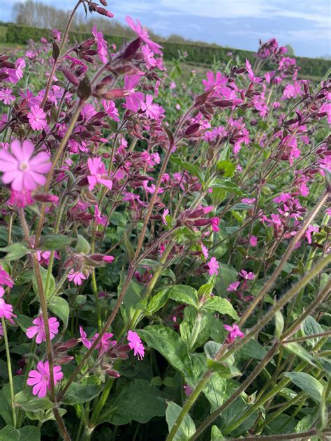 Red Campion Silene Dioica Naturescape Wildflower Shop Now