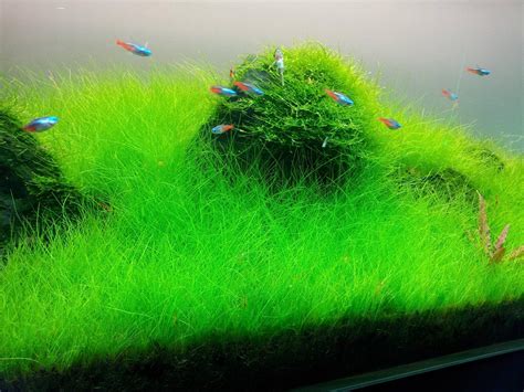 Dwarf Hairgrass In 2 Pot Easy Foreground Aquarium Plant Aqualeaf
