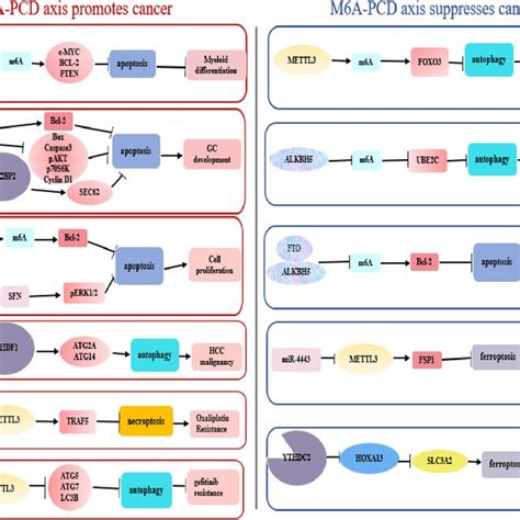 M6a And Programmed Cell Death In Cancers M6a Acts As A Double Edged