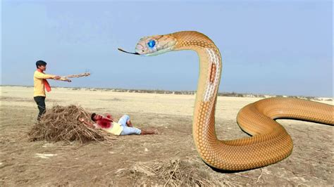 Anaconda Snake In Real Life Part 5 Hd Video Snake Video Snake