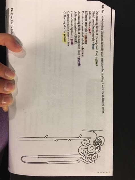 solved descending limb of the nephron loop green distal