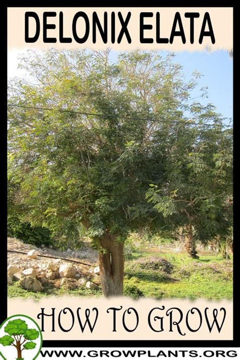 Delonix Elata How To Grow And Care