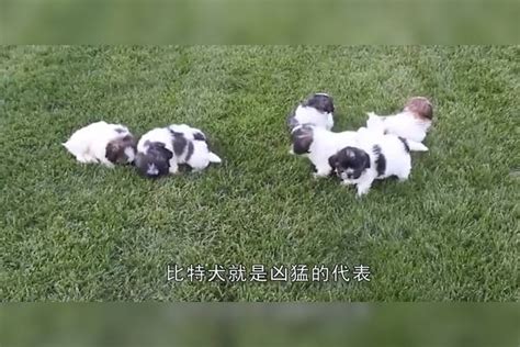 中国禁养的比特犬战斗力到底有多强看完大开眼界 战斗力 中国