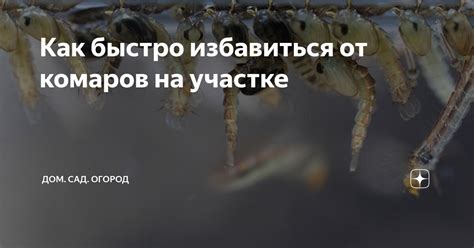 Как быстро избавиться от комаров на участке | ДОМ. САД. ОГОРОД | Дзен