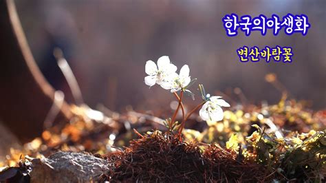 한국의야생화 변산바람꽃 들꽃 시궁산 YouTube