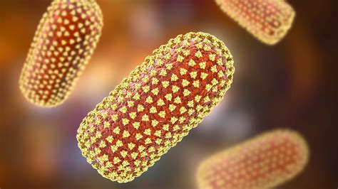 Polk Countys 6th Case Of Rabies Confirmed In Dead Bat Wfla