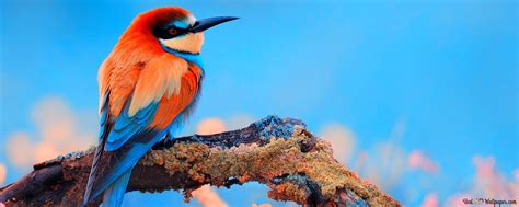 Rainbow Bee Eater On Branch 4k Wallpaper Download