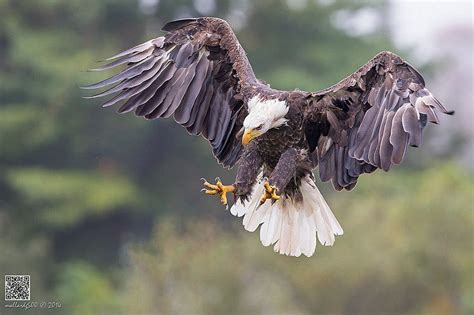 Eagle In Flight Eagle Flapping Wings White Headed Eagle Bald Eagle
