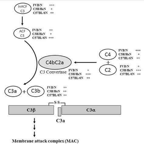 Pdf Compensatory Role Of C3 Convertase On The Strain Difference For