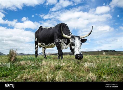 Nguni South Africa Western Cape Province Overstrand Cow Cattle