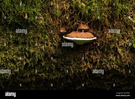 A Bracket Fungus Called The Bear Bread Ganoderma Applanatum Growing On