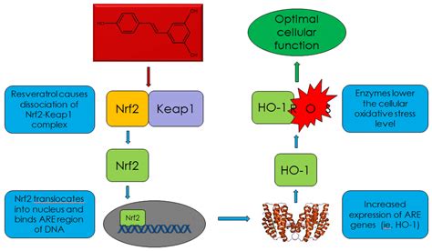Schematic Representation Of Resveratrol Activating The Nrf2 Pathway [47