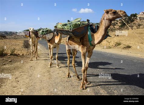 Eritrean Camel