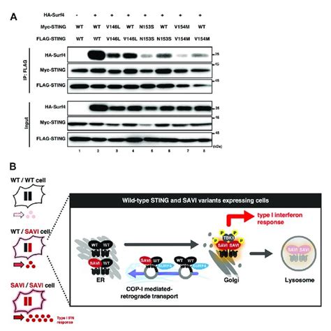 Wt Suppresses The Savi Dependent Sting Signalling A Hek293t Cells