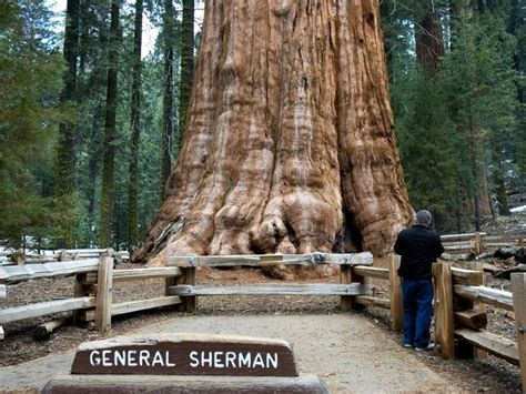 Worlds Widest Tree
