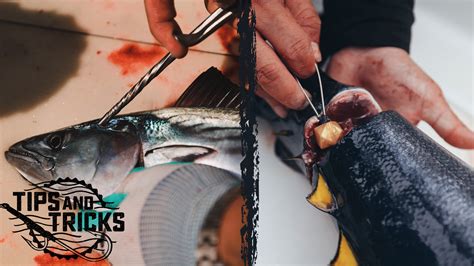 Ike Jime For Beginners Bdoutdoors