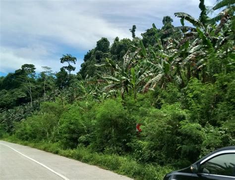 Agricultural Farm Lot For Sale Kapalong Davao Del Norte 11 Properties