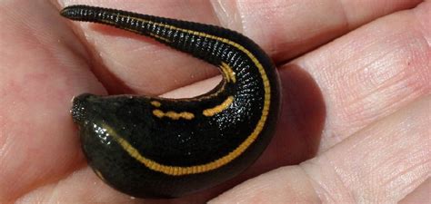 Leech Spiritual Meaning, Symbolism, and Totem | Detailed Guide