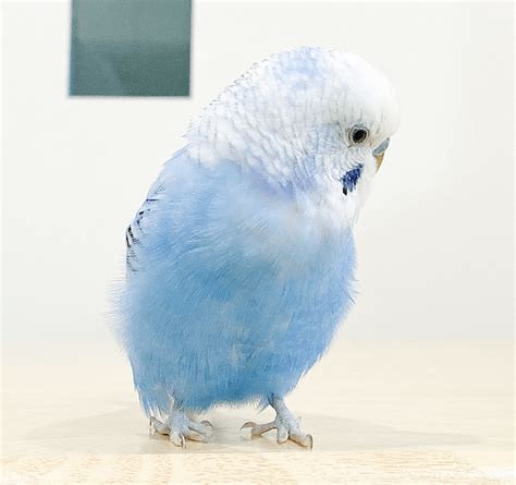 今週の愛鳥 セキセイインコのピーちゃん｜birdstory