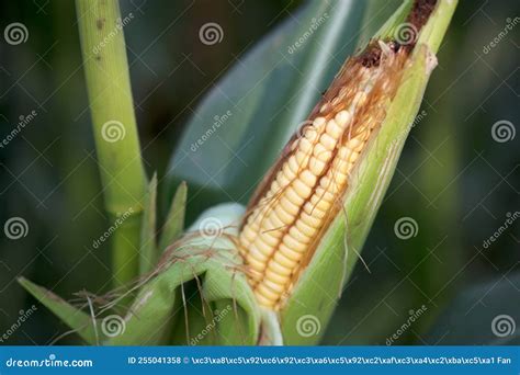 The Green Corn On The Cob Is Peeled And The Corn Kernels Are Leaked Out
