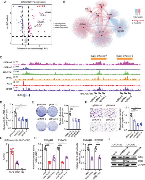 Ses Drive Klf5 Transcription And Self‐transcriptional Regulation Of Download Scientific Diagram