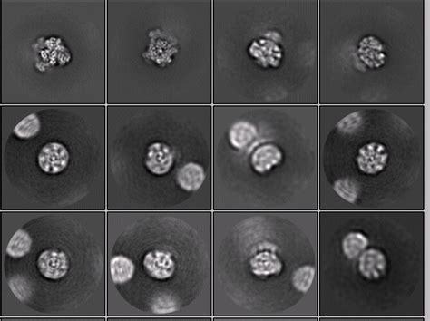 Good Particles From Cryosparc Import Into Relion Result In Bad 2D