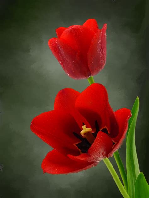 Fotos gratis naturaleza flor pétalo florecer tulipán primavera