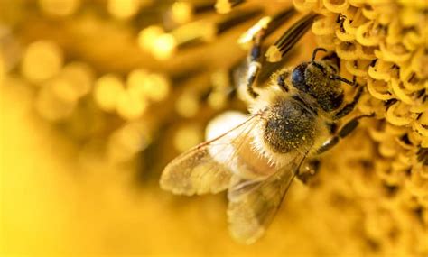 How To Identify Africanized Honey Bees Wagner Pest Solutions