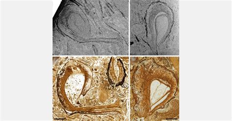 China Fossils Provide New Insights Into Origin Of Flowering Plants