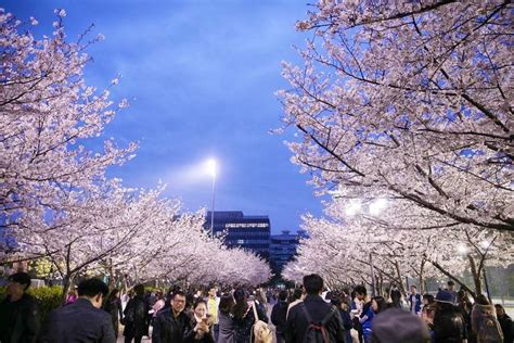 Bachelors In Architecture At Tongji University China Admissions