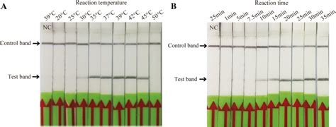 Development Of A Recombinase Polymerase Amplification Combined With A Lateral Flow Dipstick