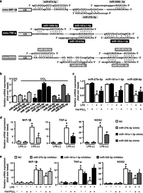 Mir 27b 3p Mir 181a 1 3p And Mir 326 5p Involve In Chronic Liver