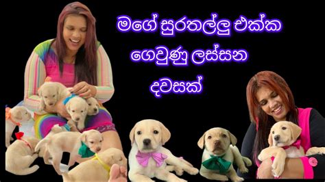 මගේ සුරතල්ලු එක්ක ගෙවුණු ලස්සන දවසක් Youtube