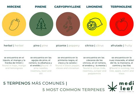 Terpenos Del Cbd Secretos Ocultos De Los Terepenos Medileaf