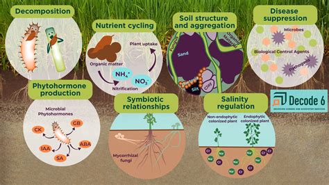 Soil Structure And Microbiome Functions In Agroecosystems At Michael